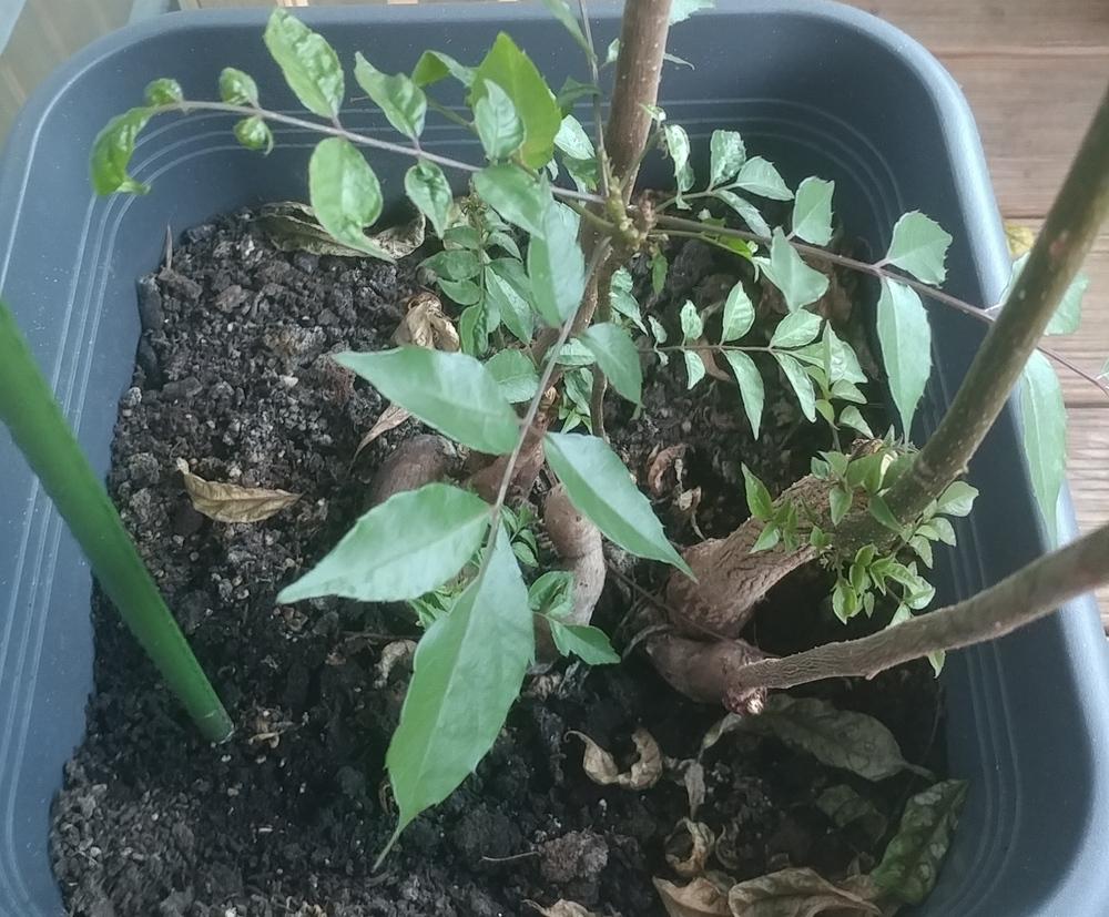 Is this a Polyscias Fulva? in the Houseplants forum - Garden.org