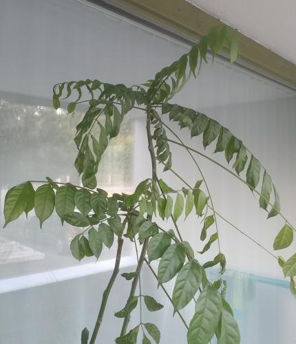 Is this a Polyscias Fulva? in the Houseplants forum - Garden.org
