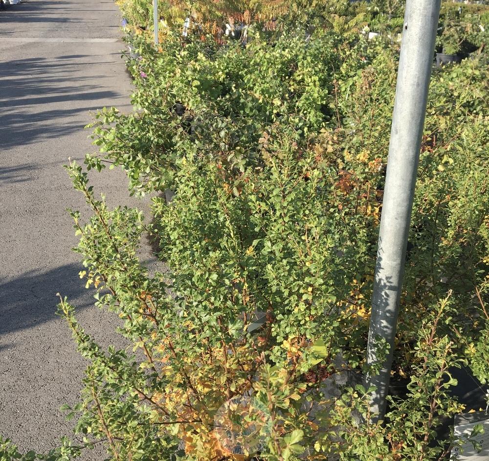 Fragrant Sumac (Rhus aromatica Lacette™) - Garden.org