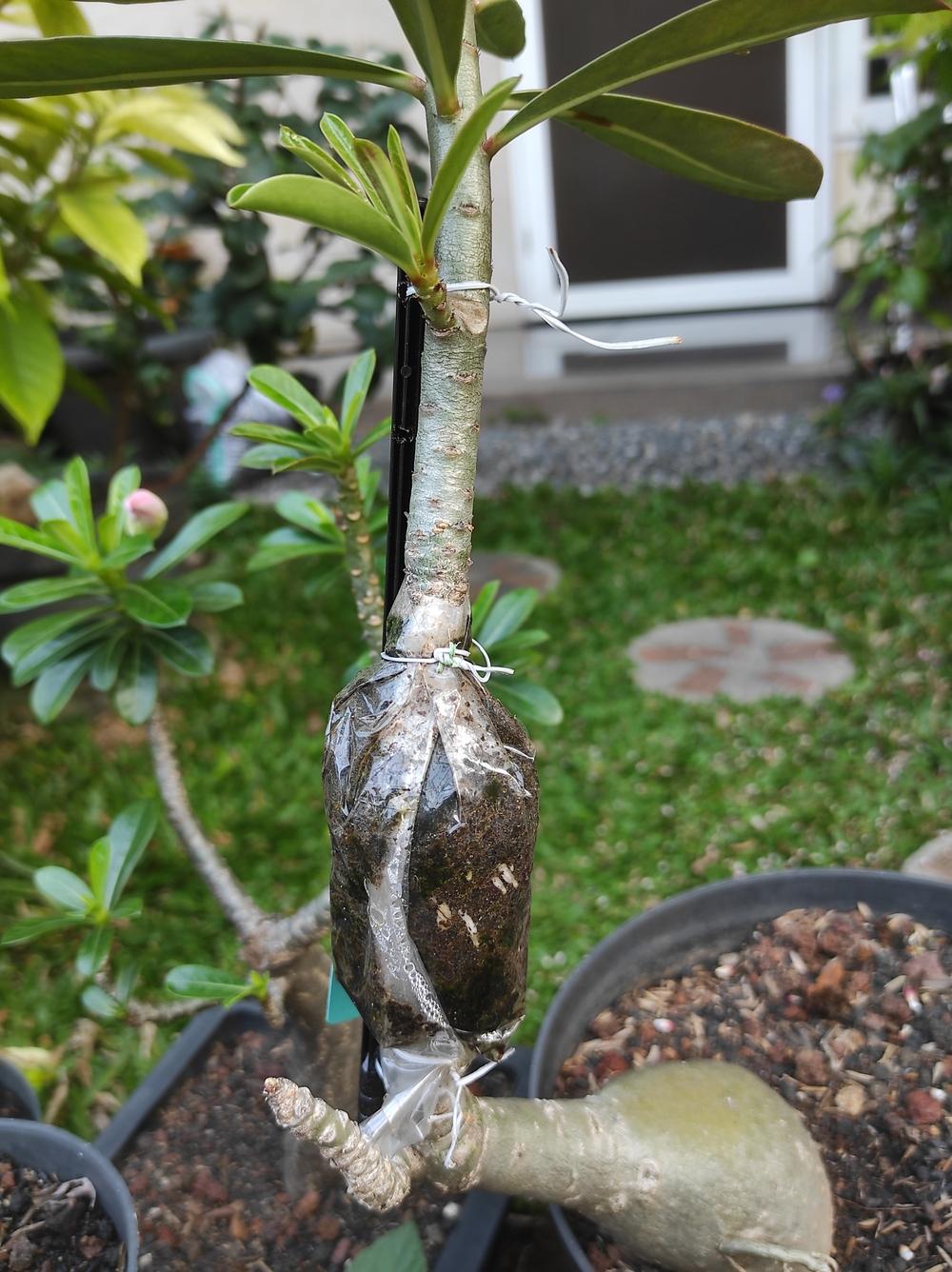 Adenium Propagation by cuttings in the Adeniums forum - Garden.org