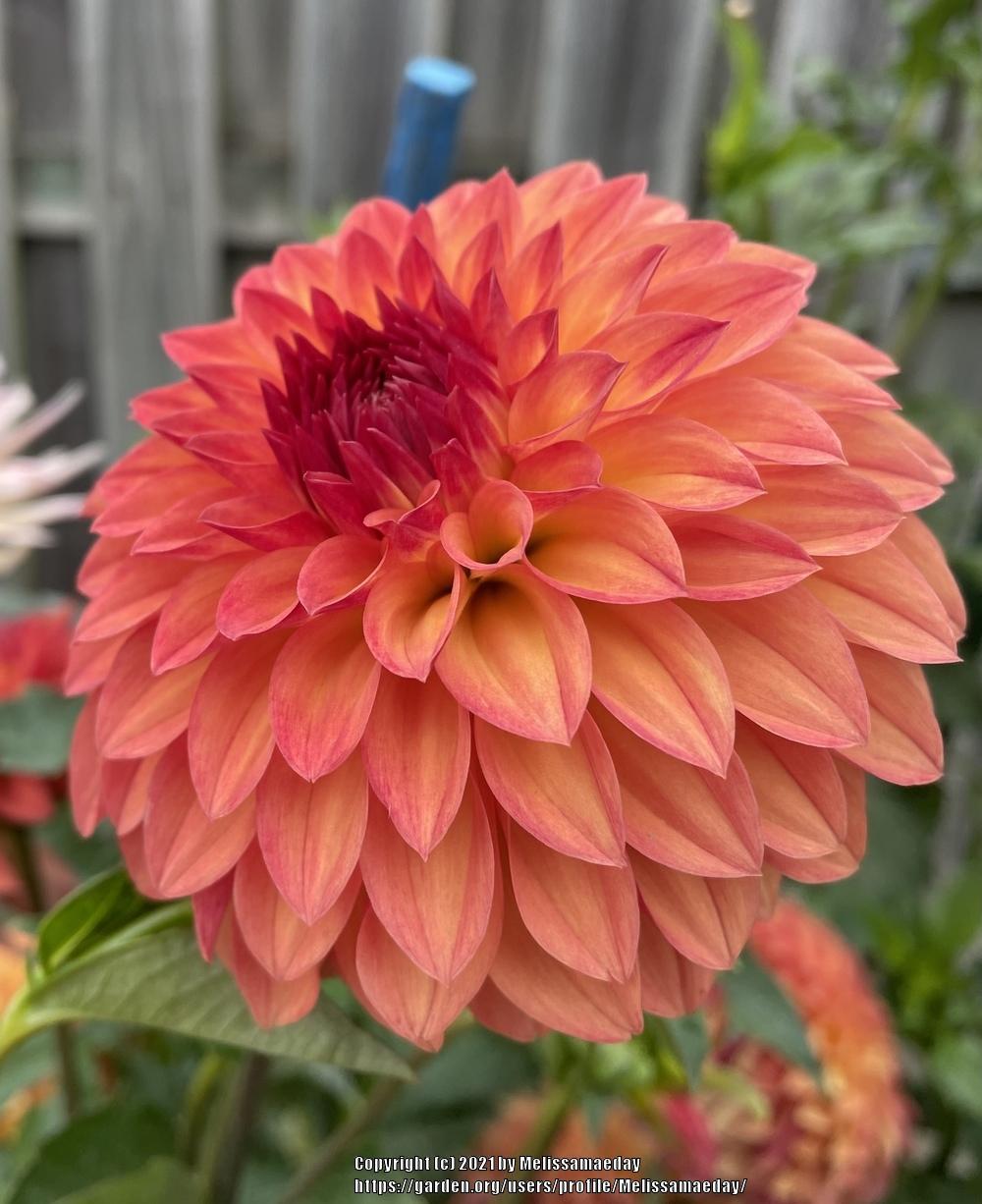 Photo of the bloom of Dahlia 'Verrone's Sandra J' posted by ...