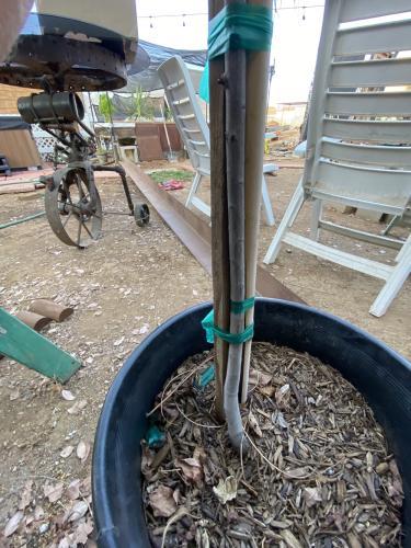 New Tree - Weak Trunk in the Ask a Question forum - Garden.org