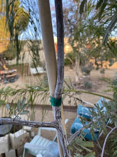 New Tree - Weak Trunk in the Ask a Question forum - Garden.org