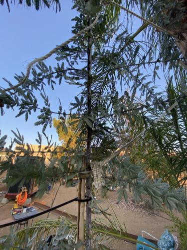 New Tree - Weak Trunk in the Ask a Question forum - Garden.org