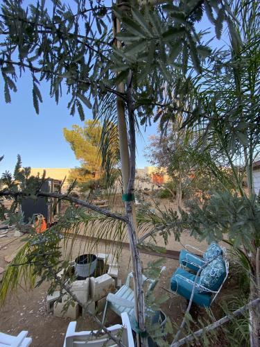 New Tree - Weak Trunk in the Ask a Question forum - Garden.org