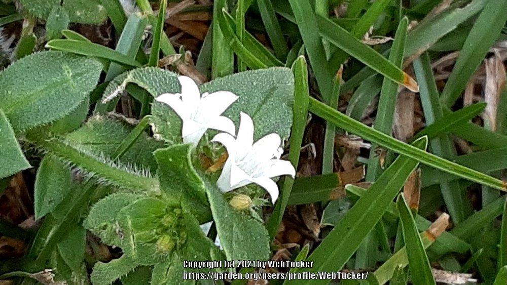 Photo of the bloom of Mexican Clover (Richardia scabra) posted by ...
