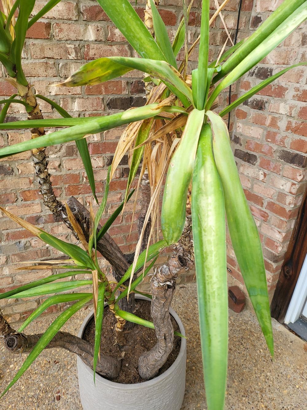 What's wrong with my Yucca plant? in the Ask a Question forum - Garden.org