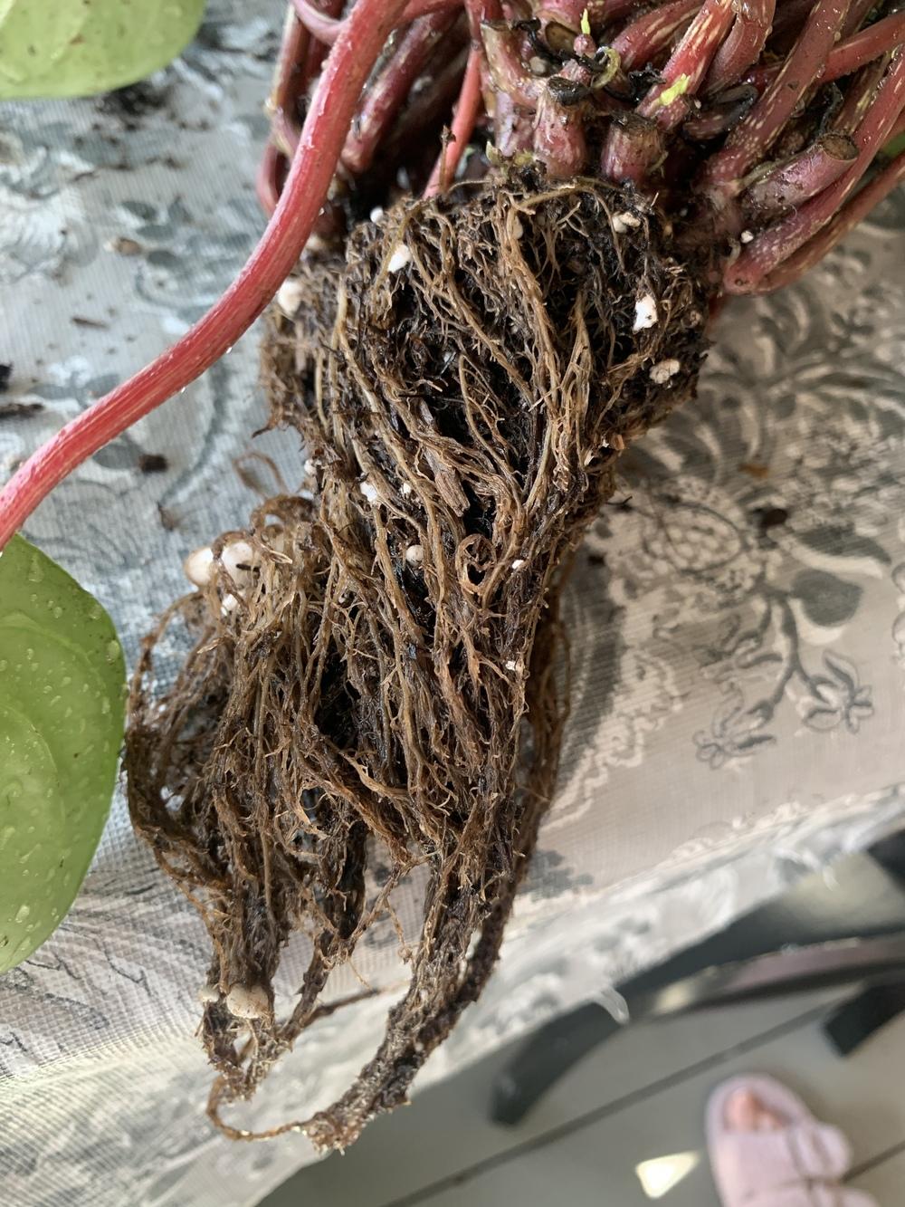 Does my peperomia have root rot? in the Ask a Question forum - Garden.org