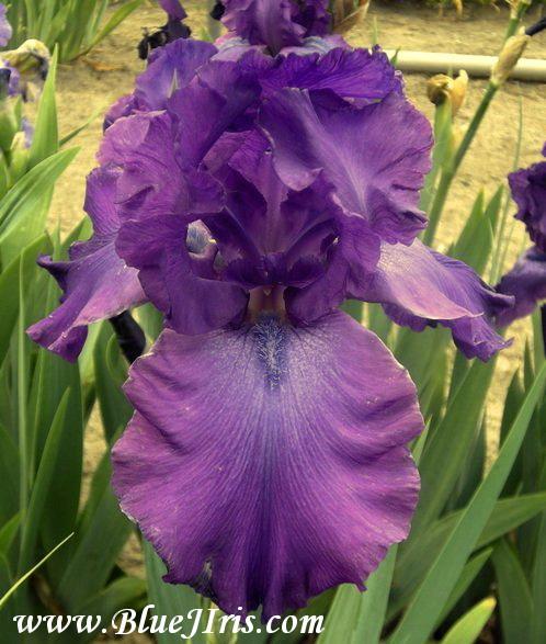 Tall Bearded Iris (Iris 'Royal Satin') in the Irises Database - Garden.org