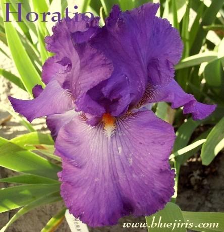 Photo of the bloom of Tall Bearded Iris (Iris 'Horatio') posted by Joy - Garden.org