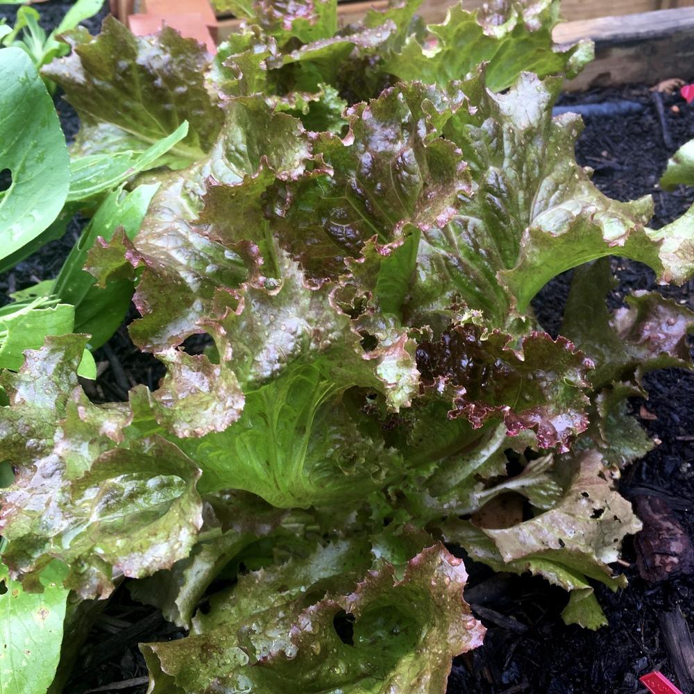 Photo of the entire plant of Lettuce (Lactuca sativa 'Red Sails ...