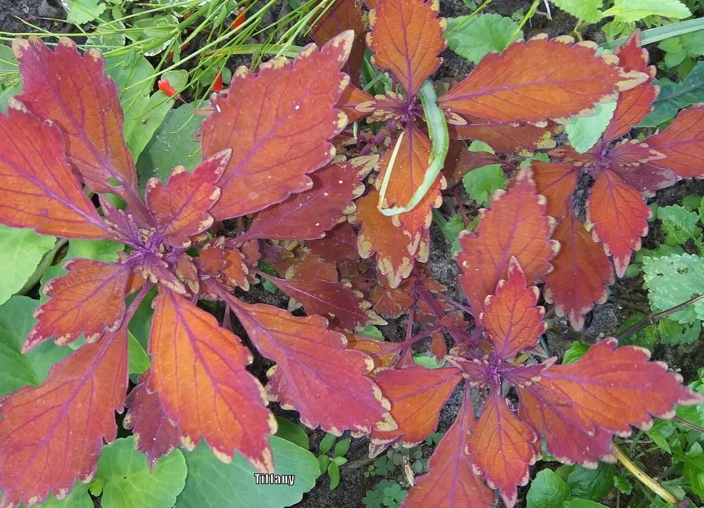 Coleus (Coleus scutellarioides FlameThrower™ Cajun Spice) in the Coleus ...