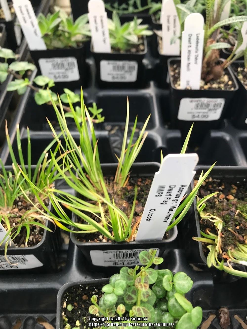 Photo of the entire plant of Japanese Rush (Acorus gramineus 'Masamune ...