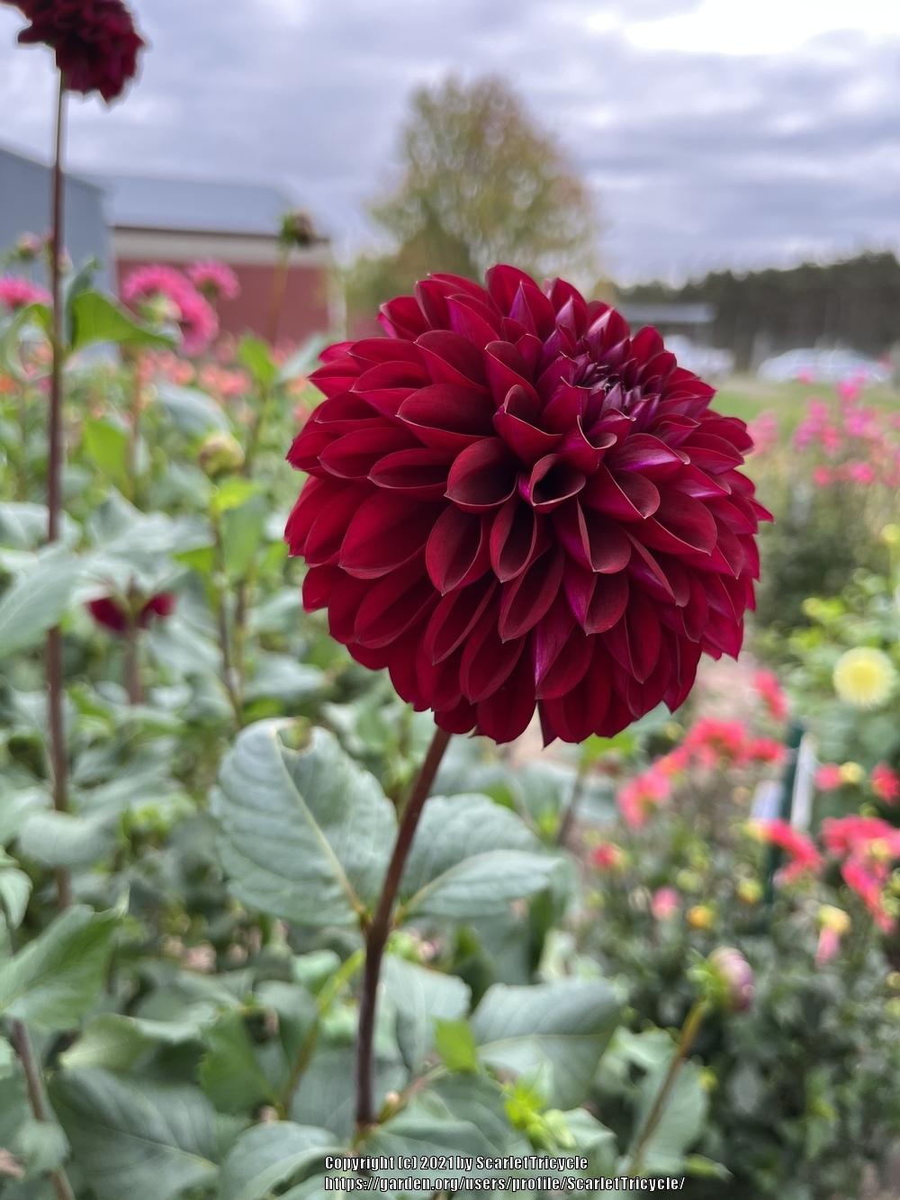 Dahlia 'Newaukum Ruby' in the Dahlias Database - Garden.org