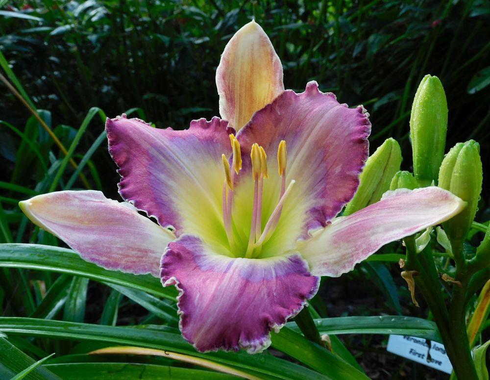 Photo of the bloom of Daylily (Hemerocallis 'Cordial Colors') posted by ...