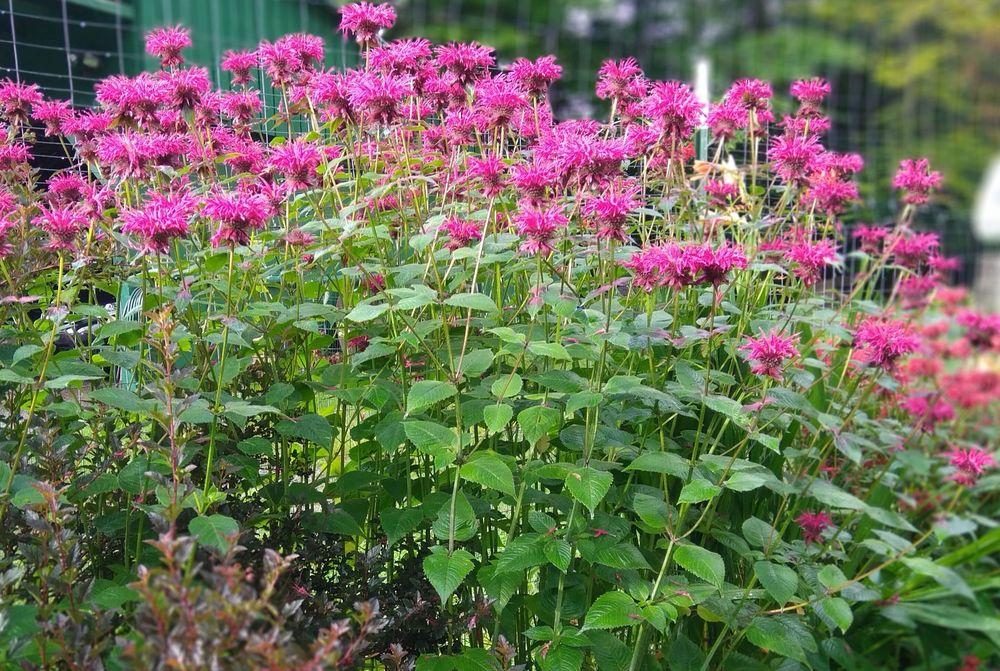 Photo of the entire plant of Bee Balm (Monarda didyma 'Raspberry Wine ...