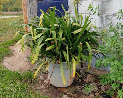 Dividing clivia in the Ask a Question forum - Garden.org
