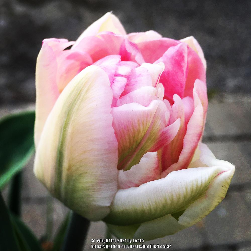 Photo of the bloom of Double Late Tulip (Tulipa 'Angelique') posted by ...