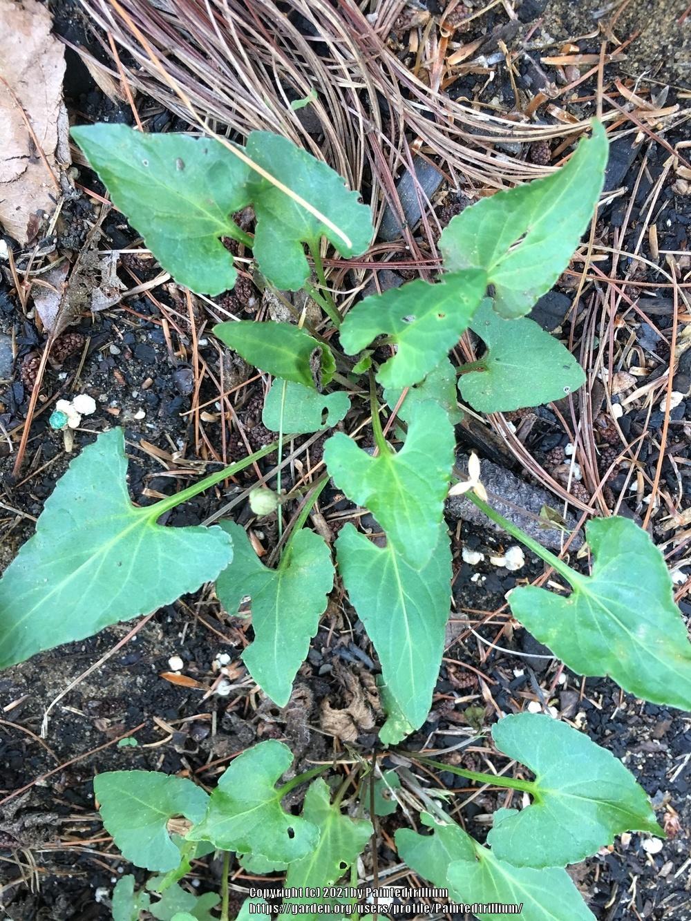 Hybrid Violet? in Photo of Longsepal Violet (Viola inconspicua ...