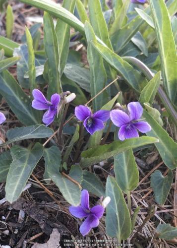 Hybrid Violet? in Photo of Longsepal Violet (Viola inconspicua ...