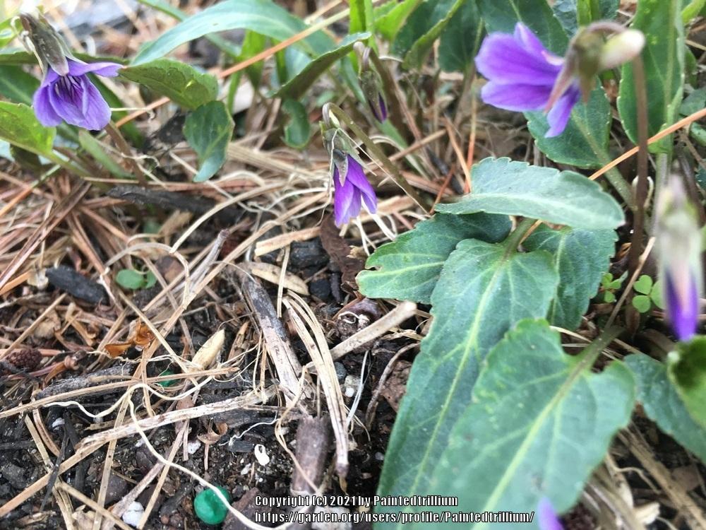 Hybrid Violet? in Photo of Longsepal Violet (Viola inconspicua ...