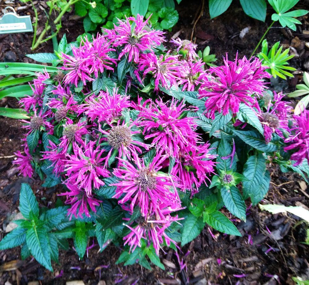 Photo of the entire plant of Beebalm (Monarda Sugar Buzz™ Grape Gumball ...