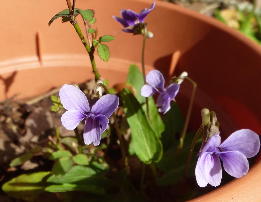 Photo of the entire plant of Longsepal Violet (Viola inconspicua ...