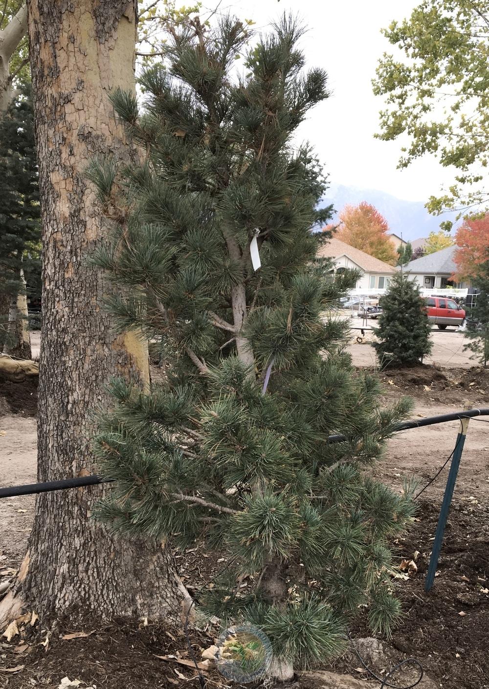 Swiss Stone Pine (Pinus cembra 'Fastigiata') - Garden.org
