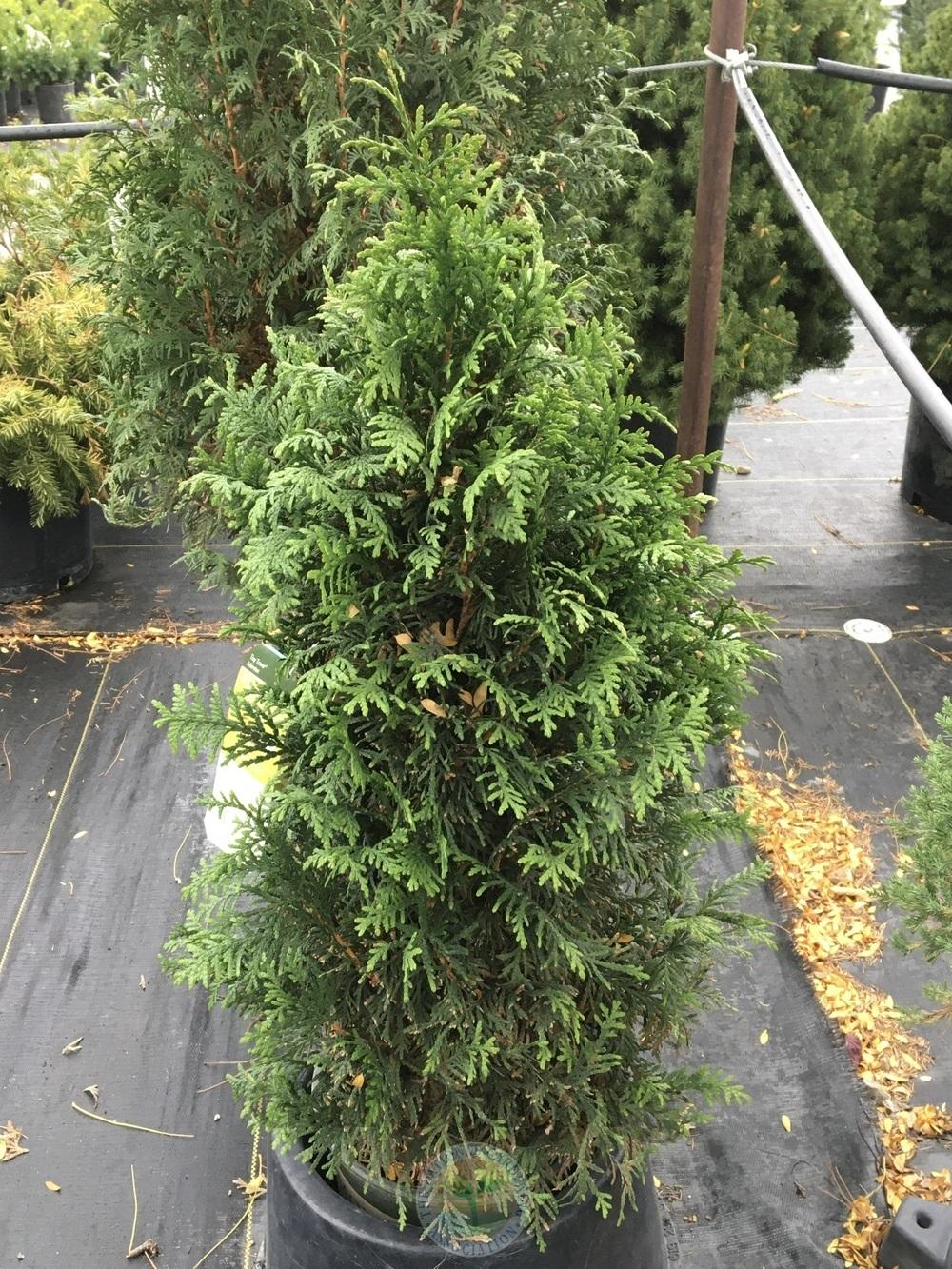 Arborvitae (Thuja Tiny Tower®) in the Arborvitaes Database - Garden.org