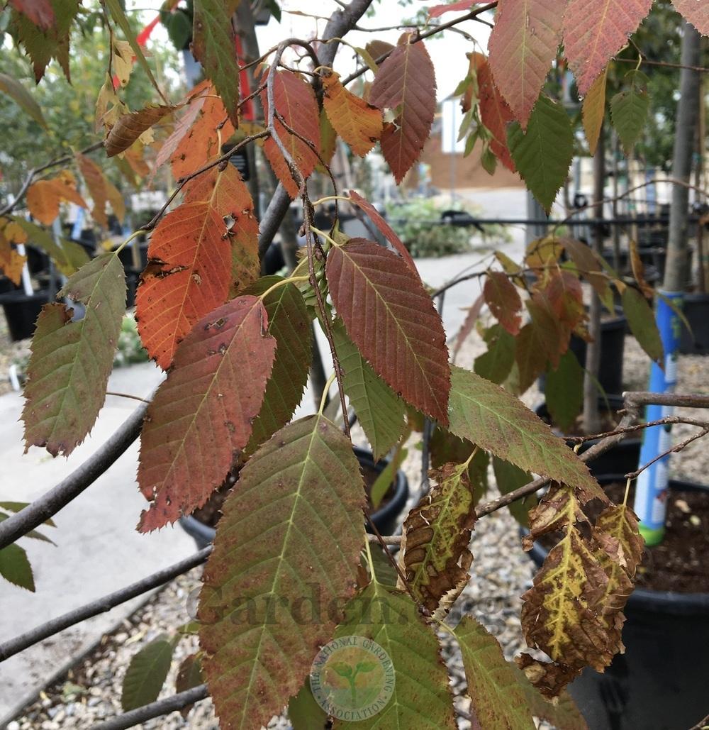 American Hornbeam (Carpinus caroliniana Rising Fire®) - Garden.org