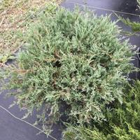 Creeping Juniper (Juniperus horizontalis 'Youngstown') - Garden.org