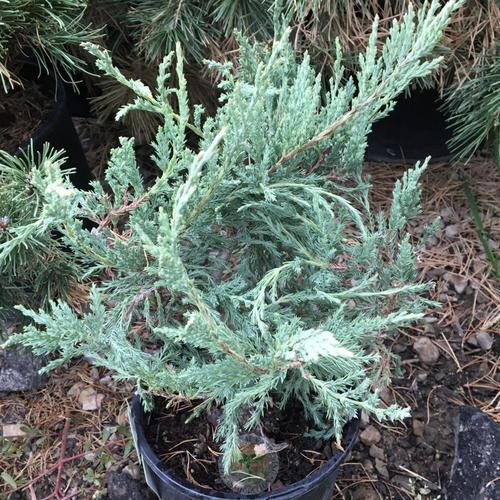 Creeping Juniper (Juniperus horizontalis 'Hughes') - Garden.org