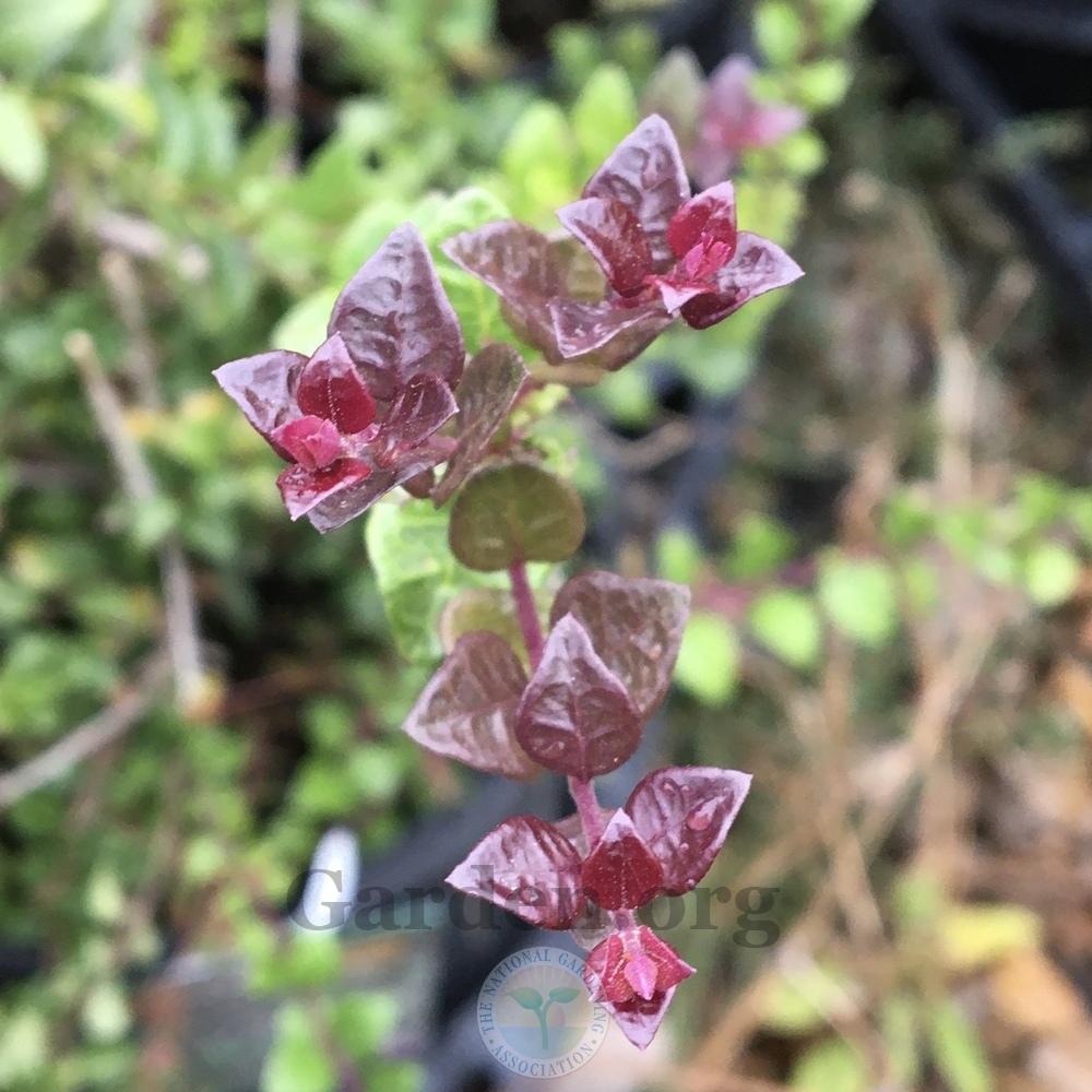 Box Honeysuckle (Lonicera pileata var. yunnanensis 'Red Tips') in the ...