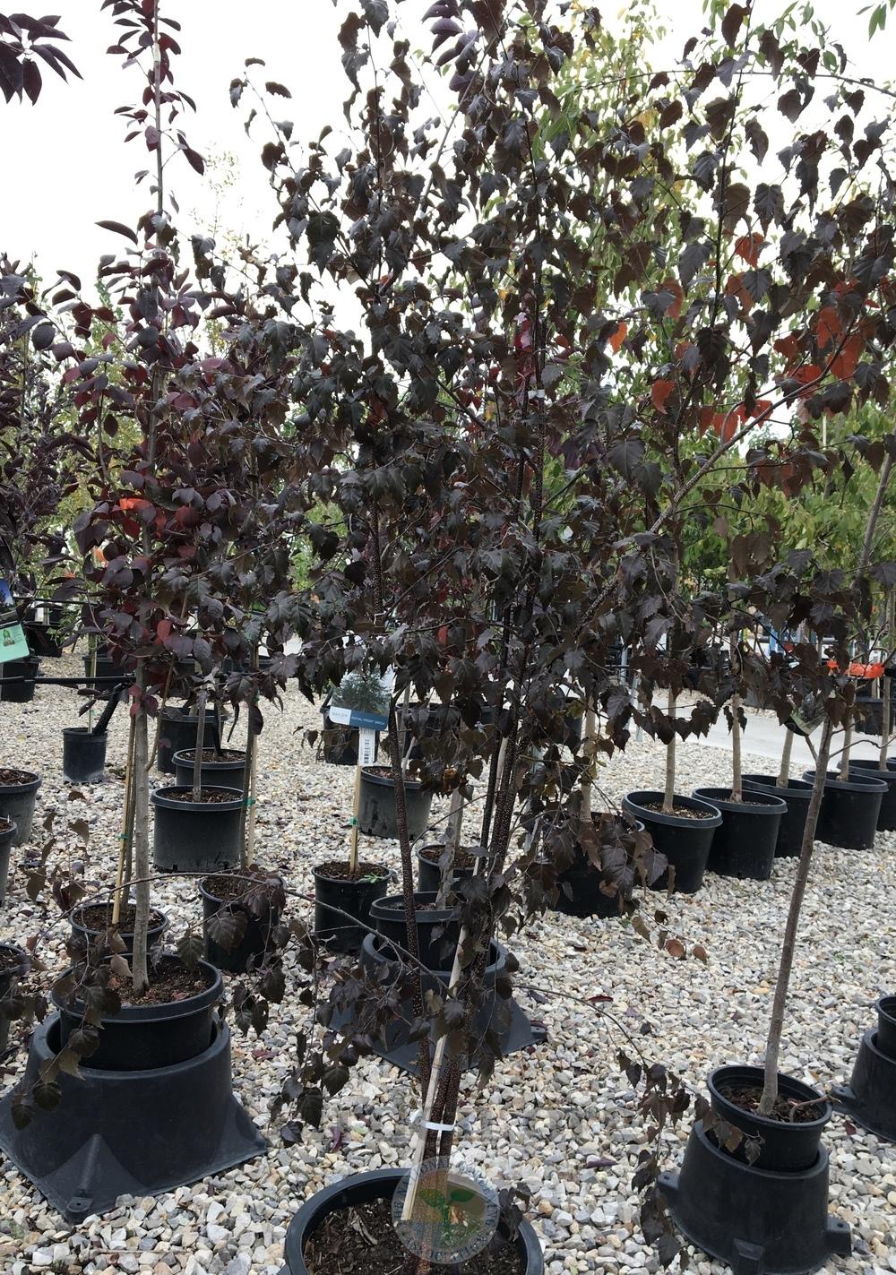 Photo of the seedling or young plant of Purple Birch (Betula Royal ...