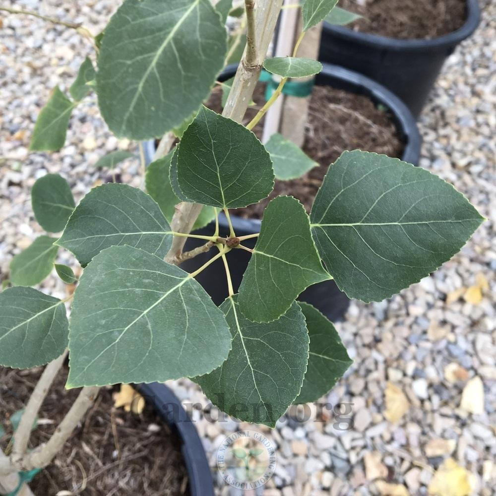 Eastern Cottonwood (Populus deltoides 'Siouxland') - Garden.org
