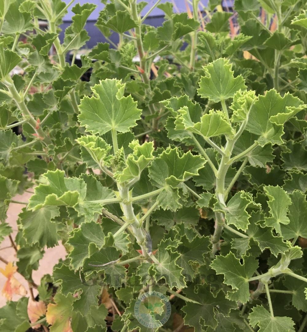 Ginger-Scented Geranium (Pelargonium 'Torento') in the Pelargoniums ...