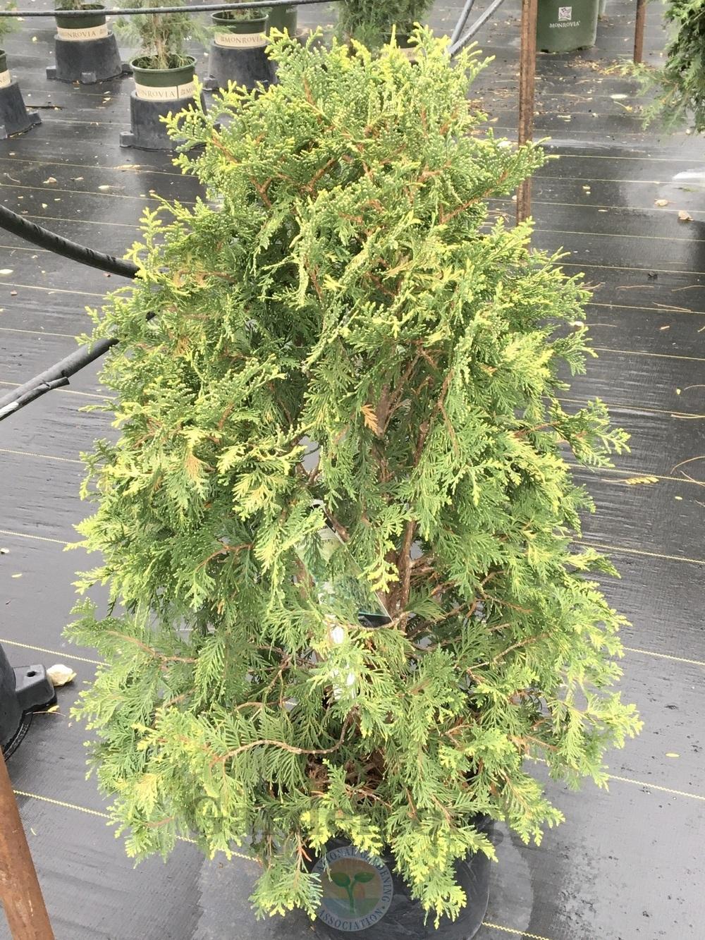 Eastern White Cedar (Thuja occidentalis 'Sunkist') in the Arborvitaes ...