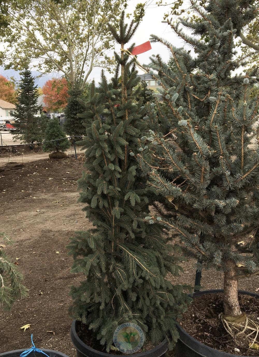 Photo of the seedling or young plant of Black Spruce (Picea mariana ...