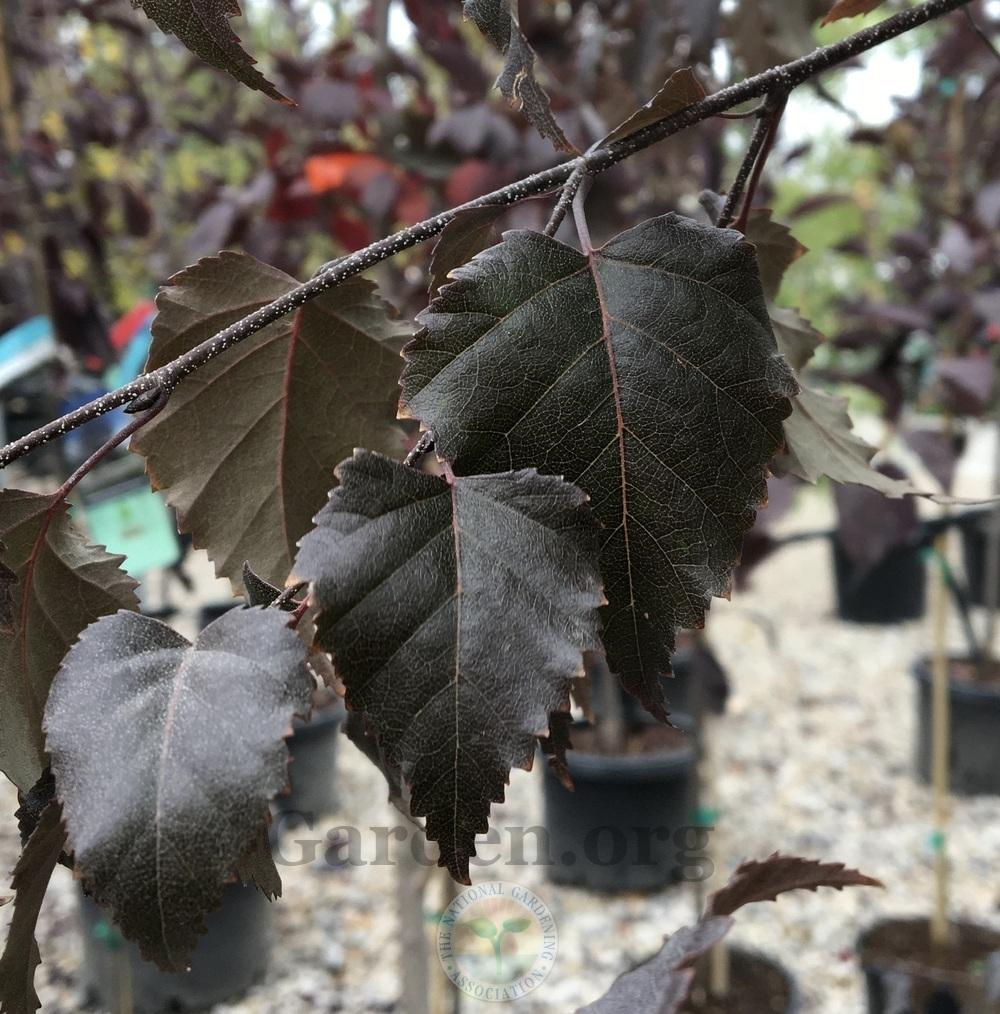 Photo of the leaves of Purple Birch (Betula Royal Frost®) posted by ...
