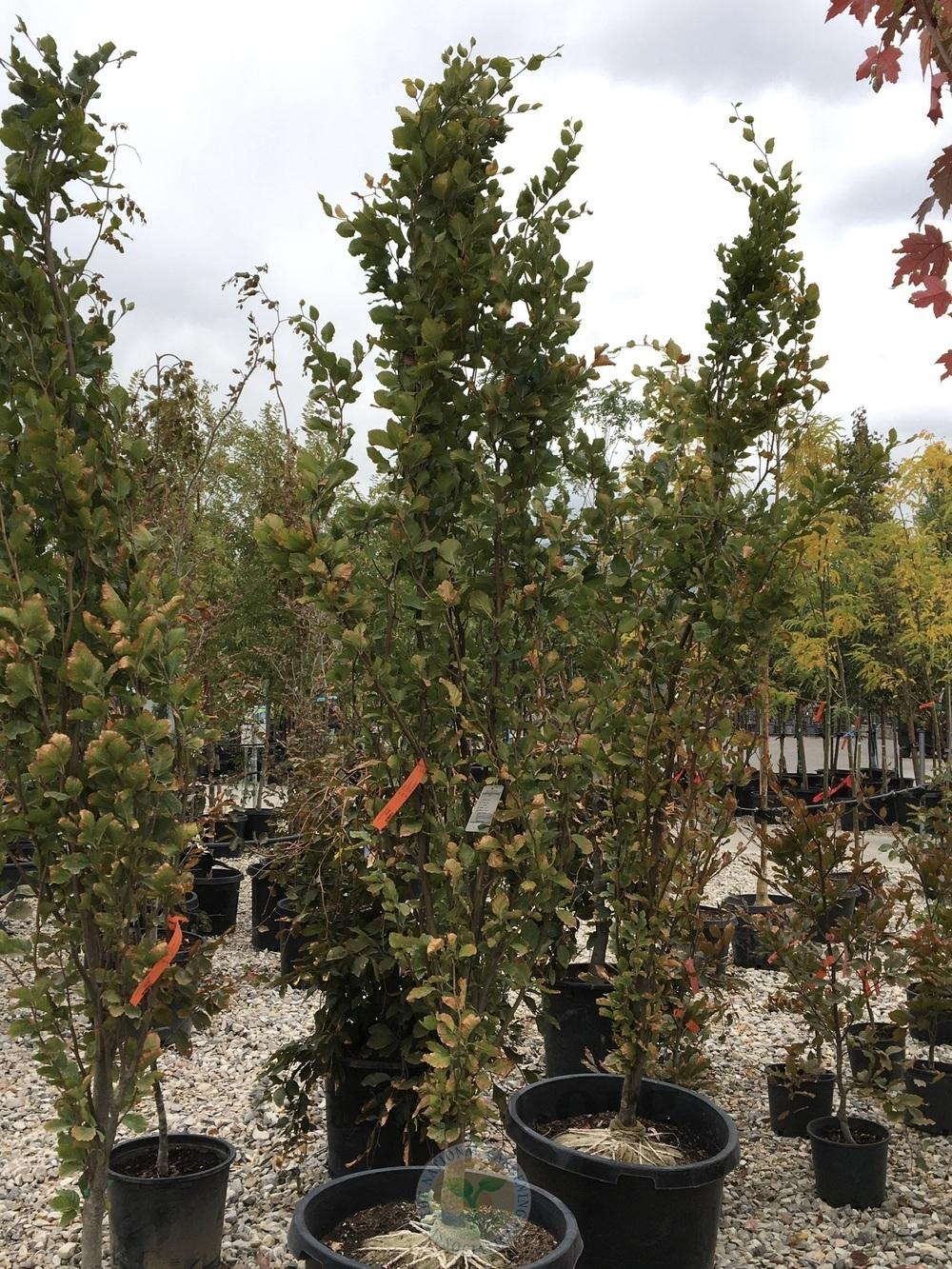 Photo of the seedling or young plant of European Beech (Fagus sylvatica ...