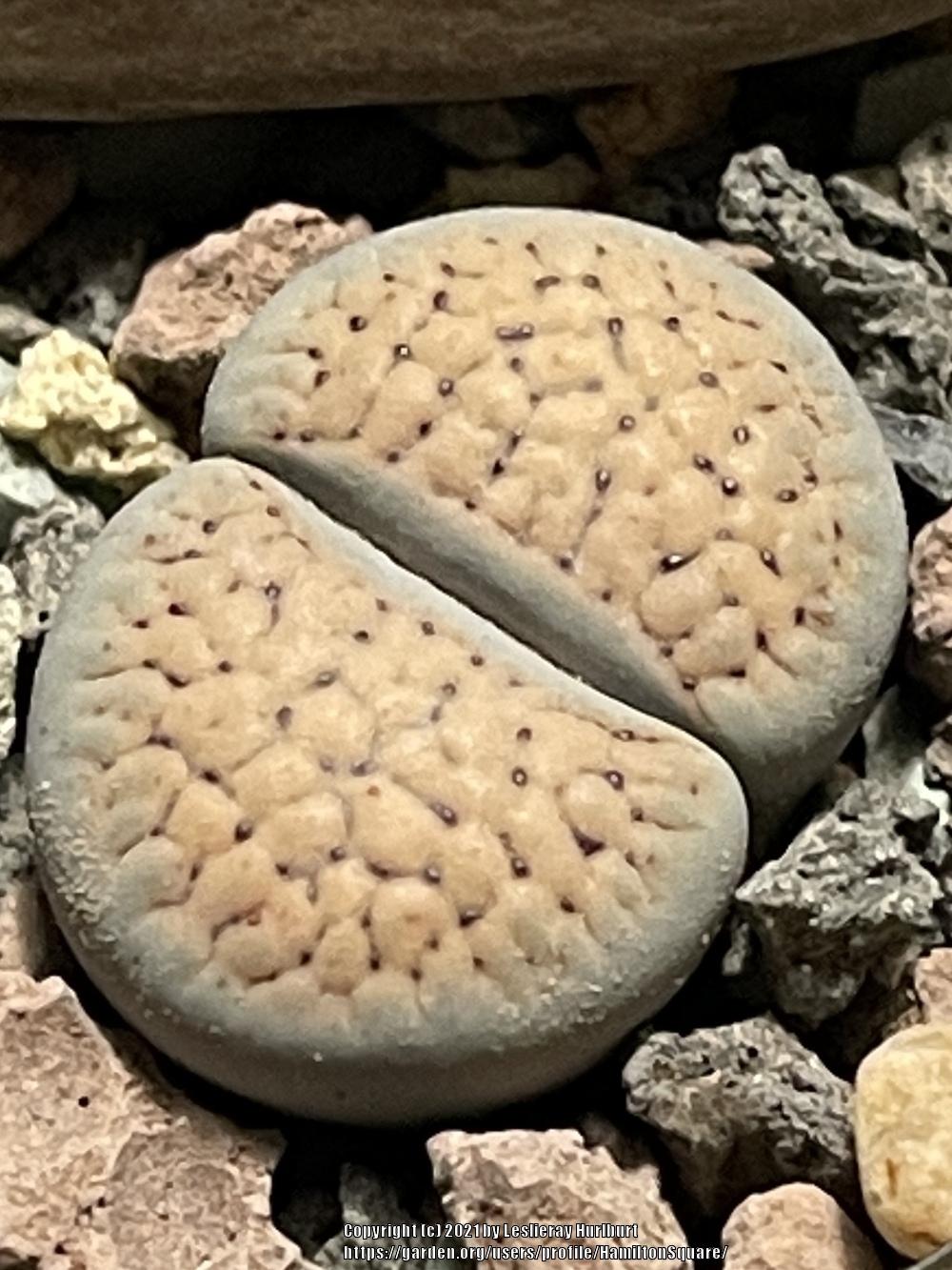 Photo of the entire plant of Warty Living Stone (Lithops verruculosa ...