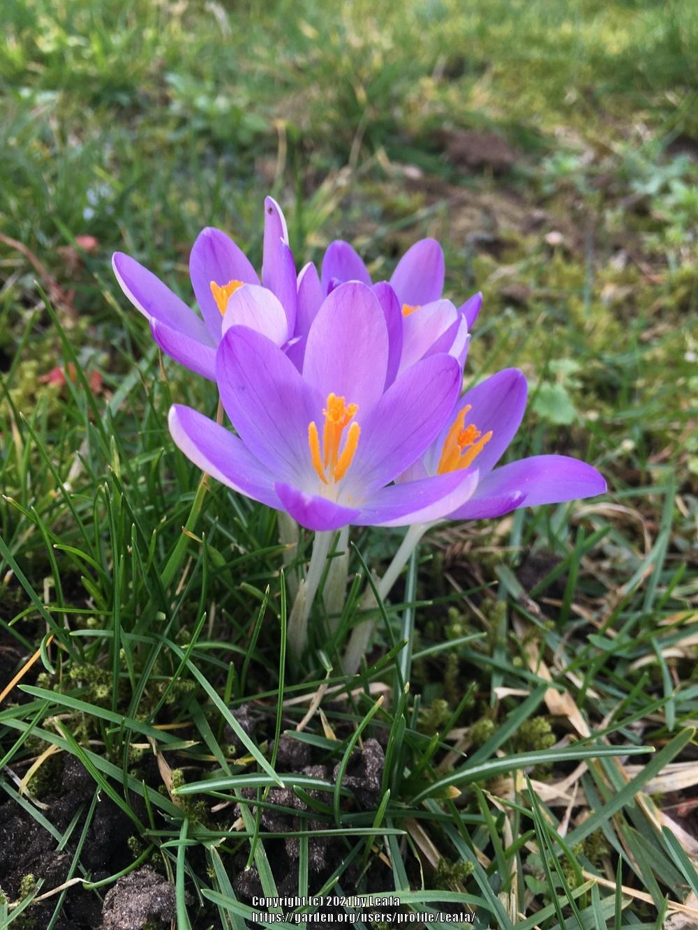 Photo of the entire plant of Dutch Crocus (Crocus vernus 'Vanguard ...