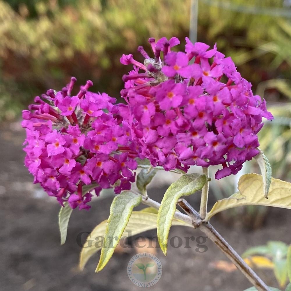 Photo of the bloom of Butterfly Bush (Buddleja 'Miss Ruby') posted by ...