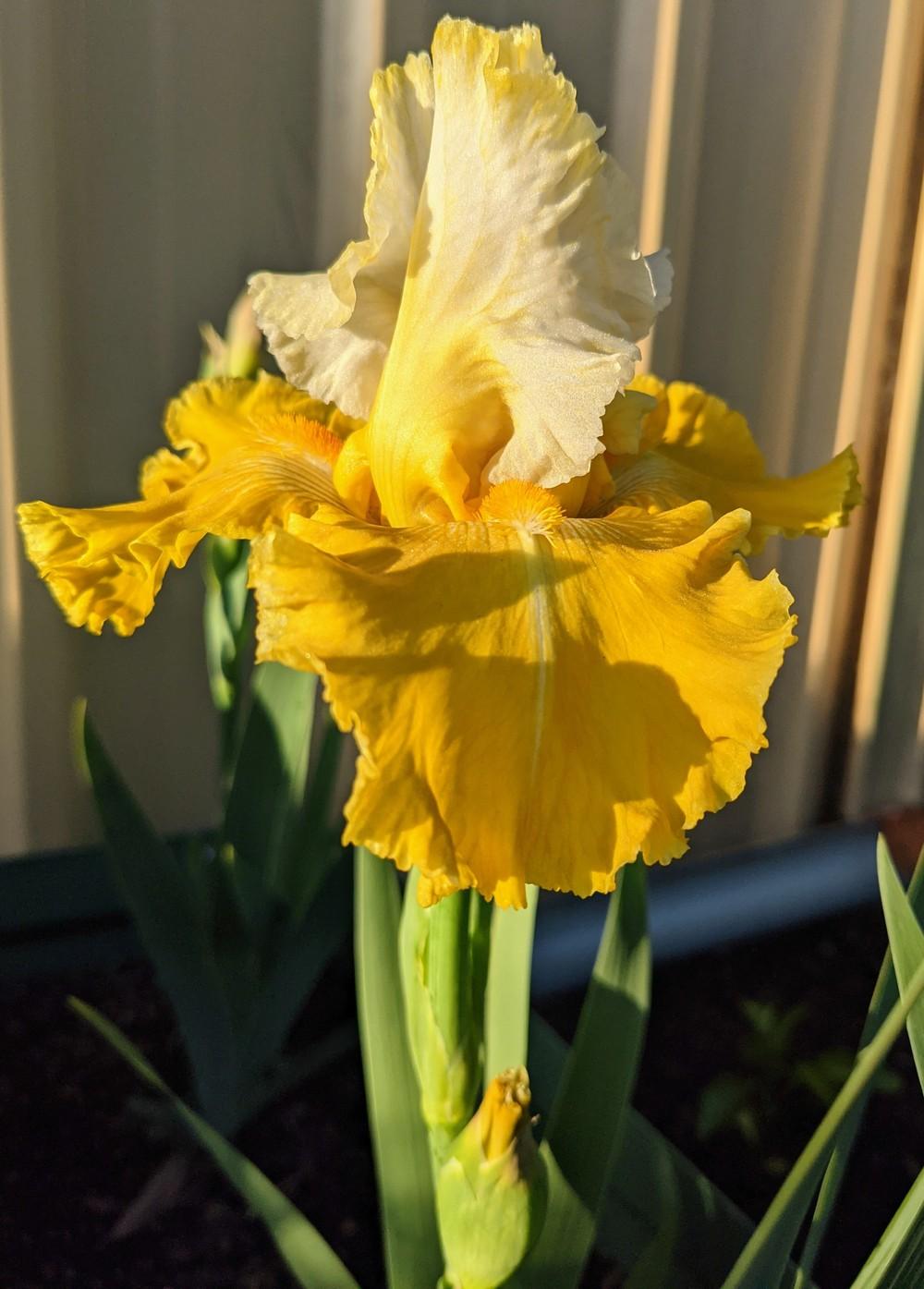 Photo of the bloom of Tall Bearded Iris (Iris 'Shiver of Gold') posted ...