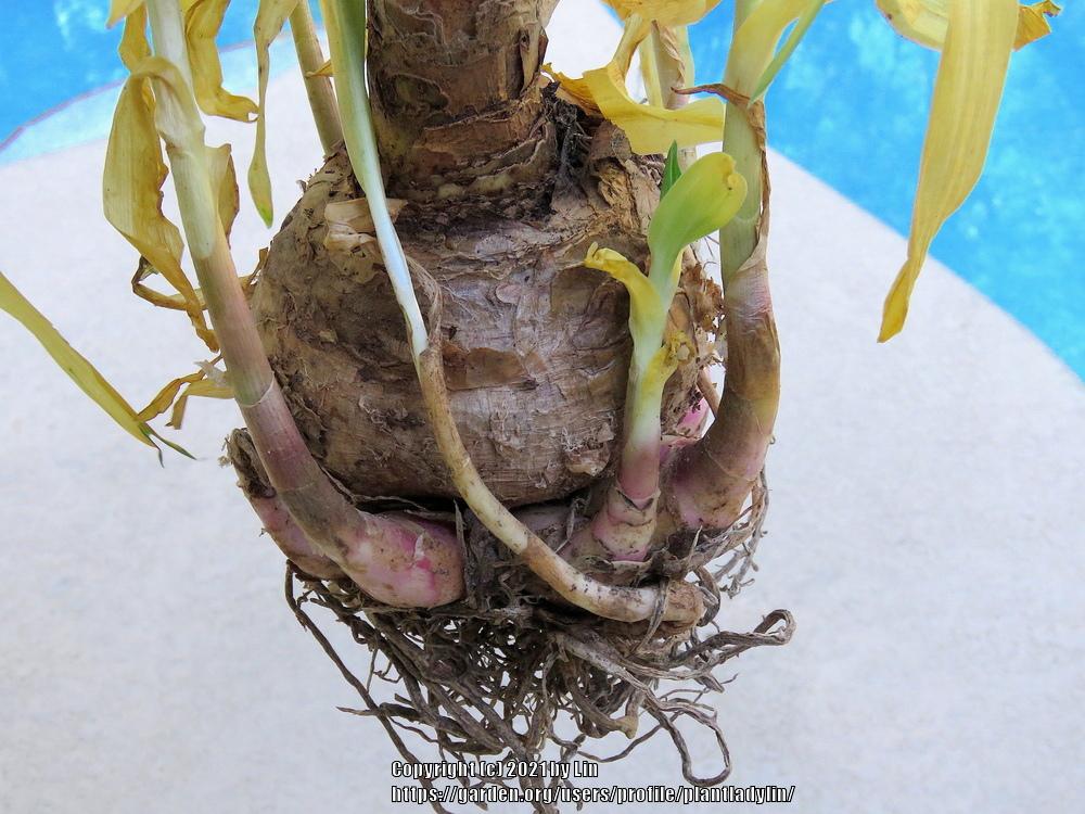 Dwarf Crinum Lily (Crinum 'Hannibal's Dwarf') in the Crinums Database ...