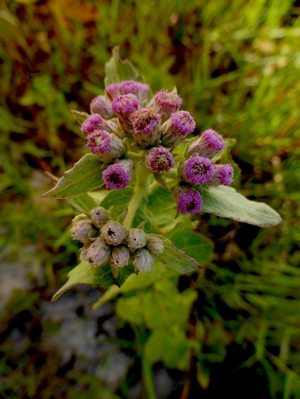 Rosy Camphorweed (Pluchea baccharis) - Garden.org