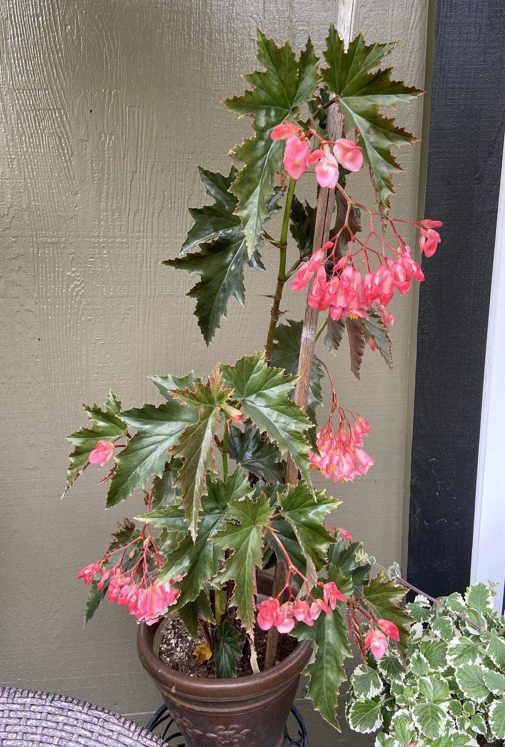 Photo of the entire plant of Cane-Stemmed Begonia (Begonia 'Irene Nuss ...