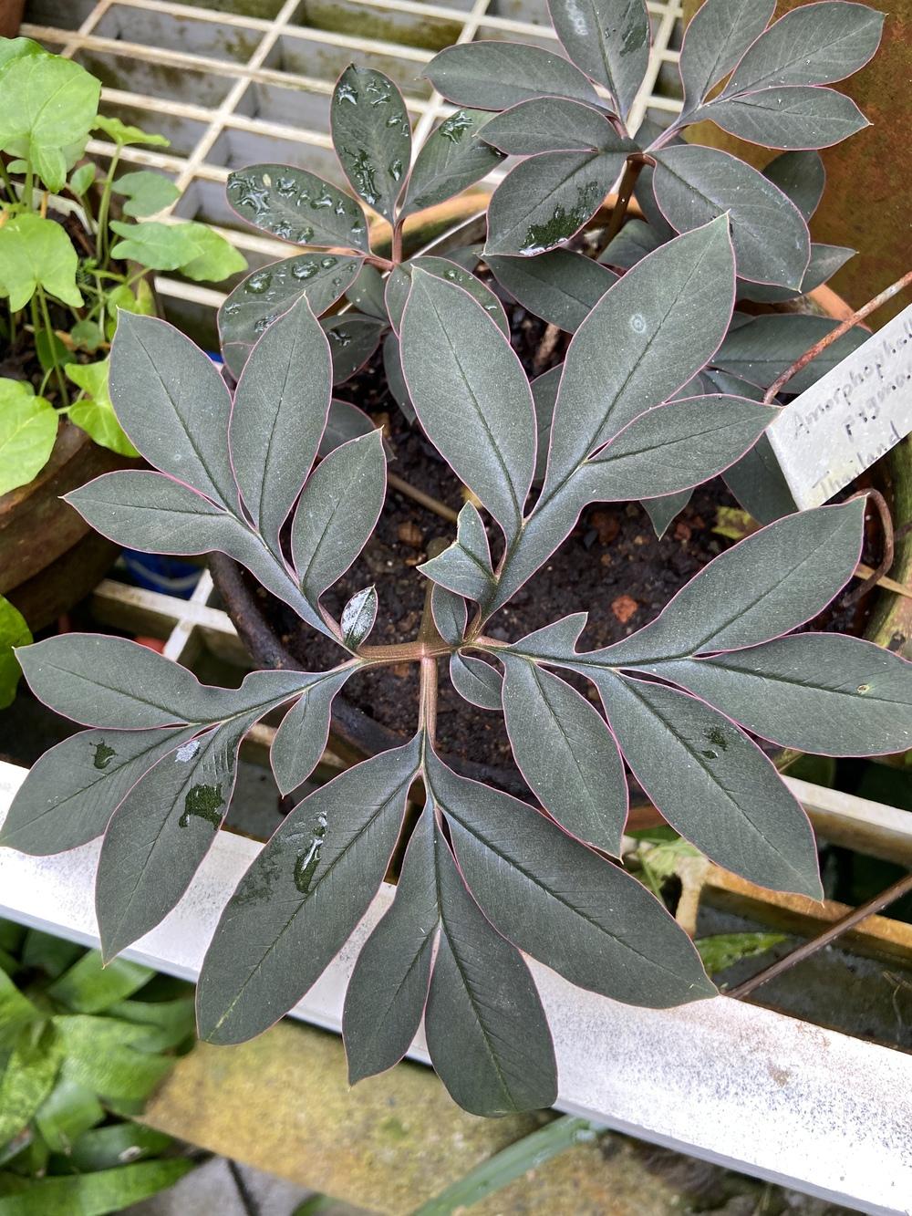 Voodoo Lily (Amorphophallus pygmaeus) in the Amorphophallus Database ...