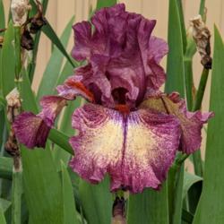 Tall Bearded Iris (Iris 'Raspberry Fudge') in the Irises Database ...