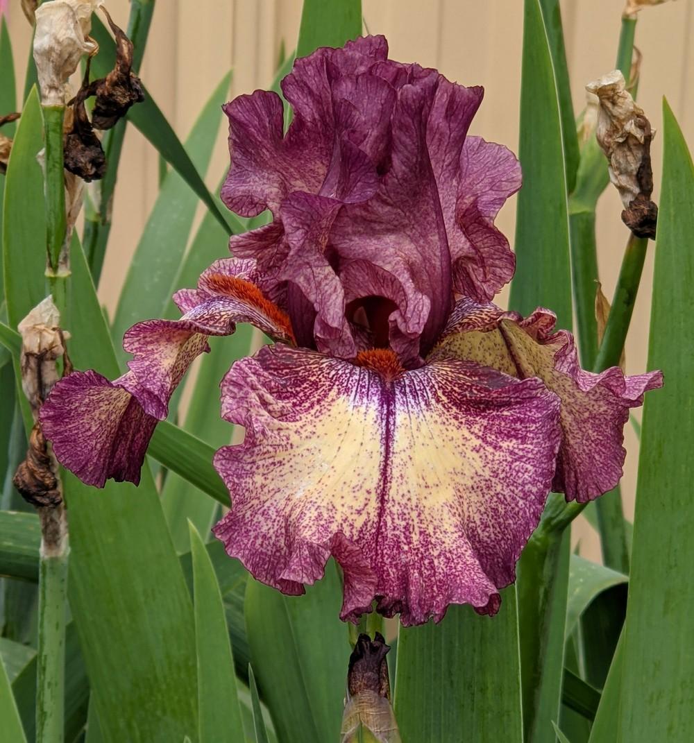 Photo of the bloom of Tall Bearded Iris (Iris 'Raspberry Fudge') posted ...